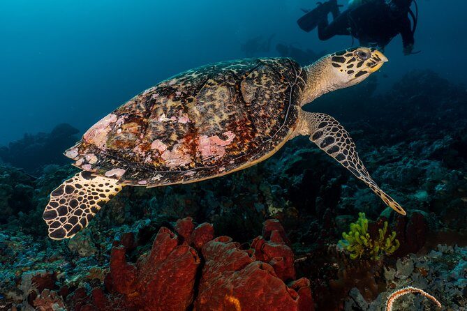 7 Fun Dives in Pemuteran (for certified divers) - Exploration in Menjangan Park - What to Expect from This Diving Experience