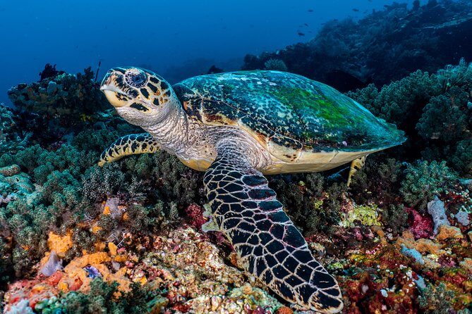 7 Fun Dives in Pemuteran (for certified divers) - Exploration in Menjangan Park - Transportation & Logistics