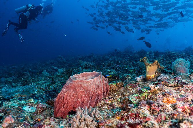 7 Fun Dives in Pemuteran (for certified divers) - Exploration in Menjangan Park - Who Will Love This Experience?