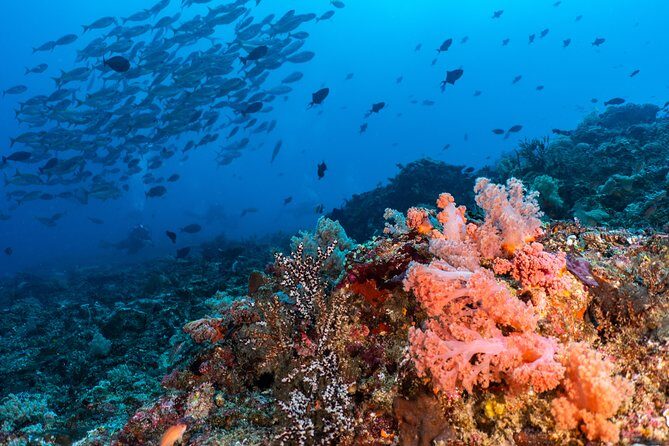 7 Fun Dives in Pemuteran (for certified divers) - Exploration in Menjangan Park - The Sum Up