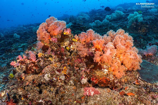 7 Fun Dives in Pemuteran (for certified divers) - Exploration in Menjangan Park - FAQ