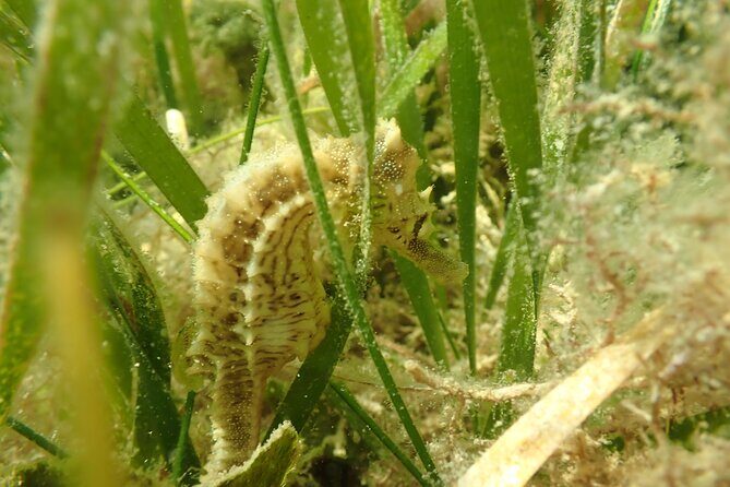 7 Hour Private Scalloping Package in Mangrove Point - Key Points