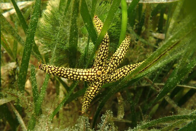 7 Hour Private Scalloping Package in Mangrove Point - The Value of a Private, Guided Scalloping Trip