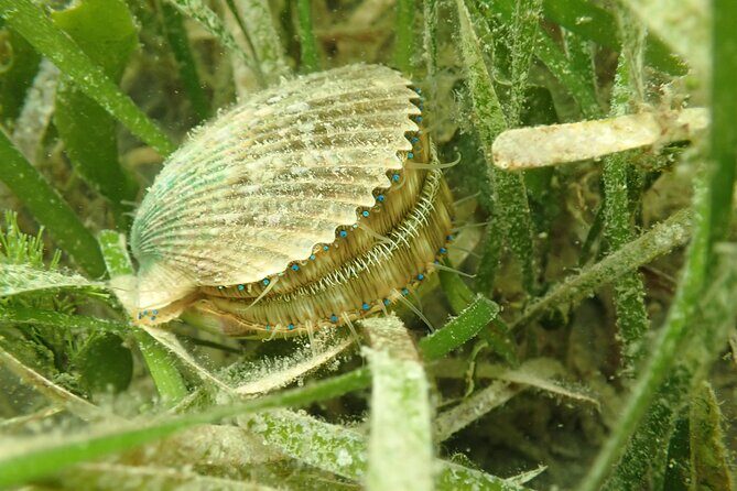 7 Hour Private Scalloping Package in Mangrove Point - The Authenticity & Experience: Why It Works
