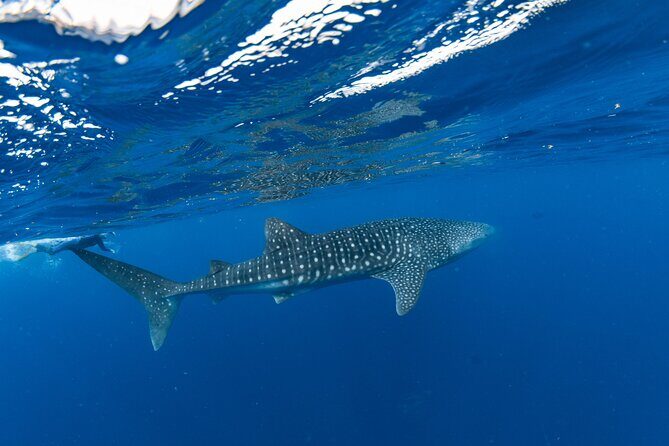 7 Hours Off Peak Whale Shark and Ningaloo Reef Tour in Exmouth - An In-Depth Look at the Tour Experience