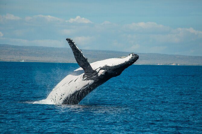 7 Hours Off Peak Whale Shark and Ningaloo Reef Tour in Exmouth - FAQs