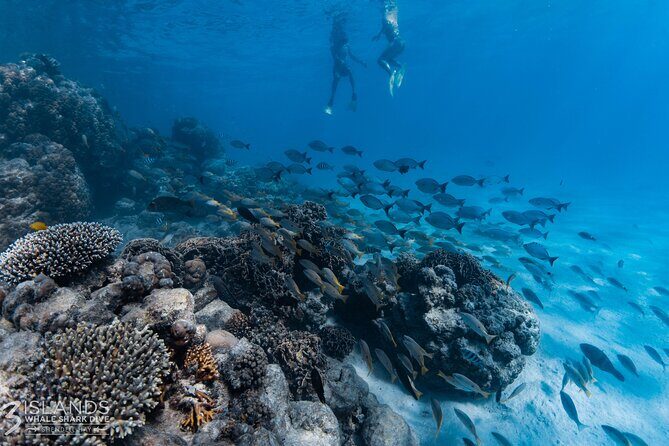 7 Hours Off Peak Whale Shark and Ningaloo Reef Tour in Exmouth - Final Thoughts