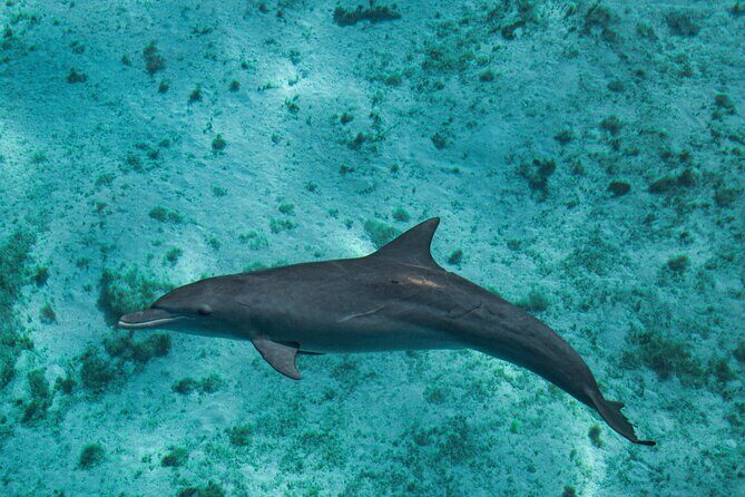7 Hours Off Peak Whale Shark and Ningaloo Reef Tour in Exmouth - References