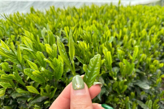 7 Hours Private Guided Tour Uji and Wazuka Matcha Farm - A Deep Dive into the Tour Experience