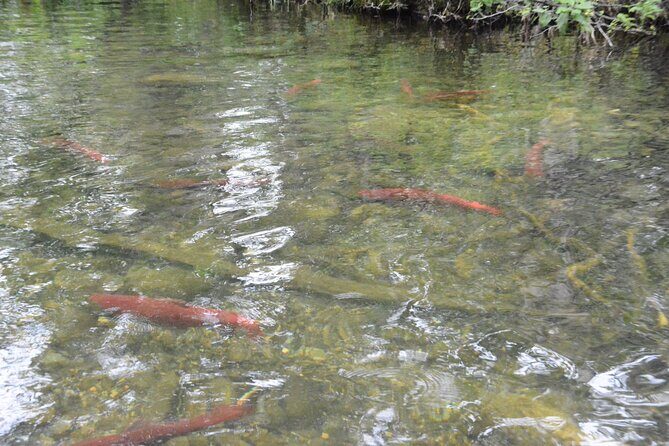 7 Mile Canoe Trail Tour - What We Loved About the Tour