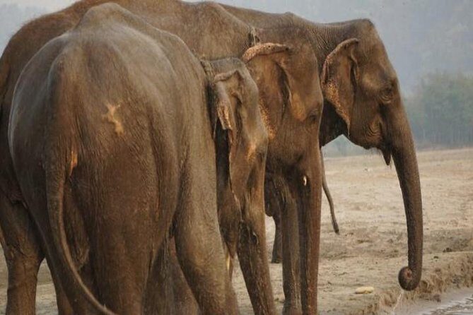 7 Nights 8 days Kathmandu Pokhara and Chitwan Tour in Nepal - The Itinerary in Detail: What You Can Expect