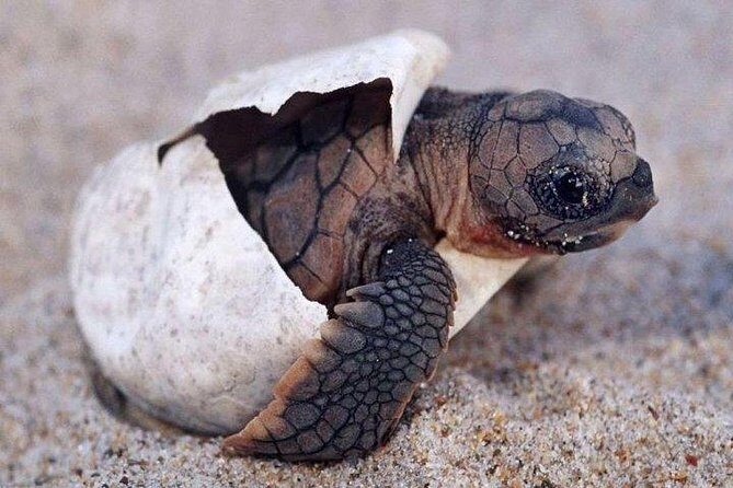 7 Nights Private Tour Of Sri Lanka - Who Should Consider This Tour?