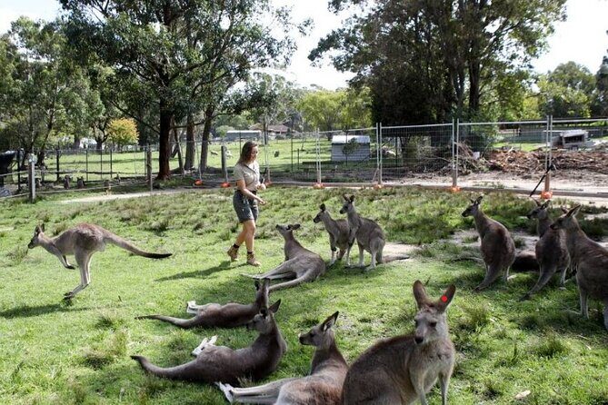 7 Wonders of Sydney South/CBD Luxury Private Tour - The Journey Through Sydney’s South and CBD