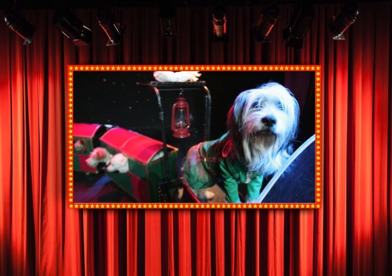 75-Minute Popovich Comedy Pet Theater in Las Vegas - Introduction: Why Consider the Popovich Comedy Pet Theater?