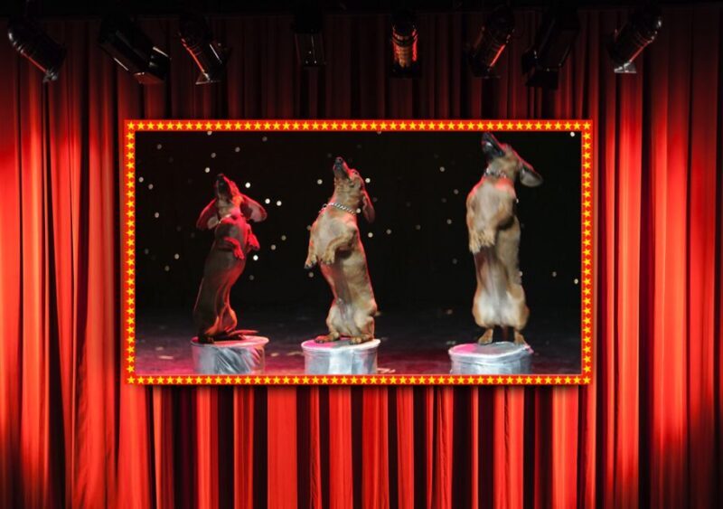 75-Minute Popovich Comedy Pet Theater in Las Vegas - Break Down of the Itinerary & Experience