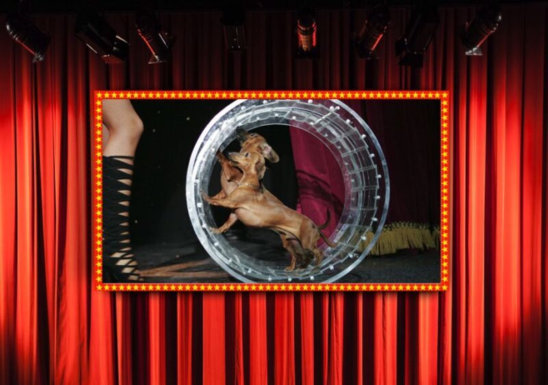 75-Minute Popovich Comedy Pet Theater in Las Vegas - Who Is This Show Best For?