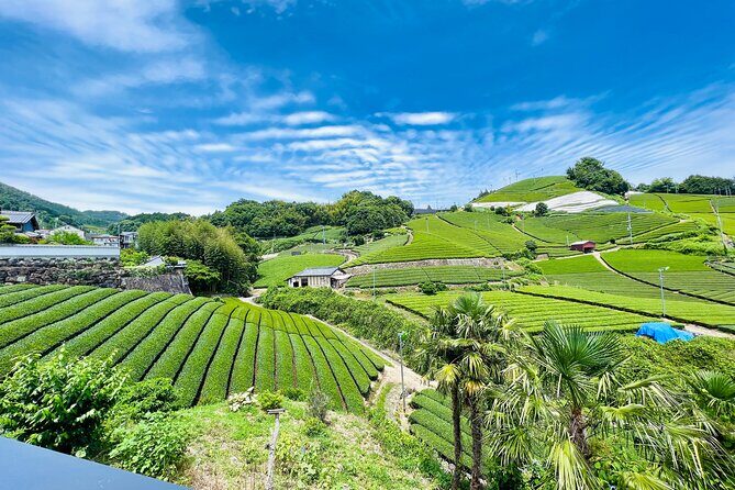 7hr Private Wazuka True Hidden Kyoto Matcha Farm Experience - Who Is This Tour Best Suited For?