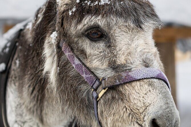 8-10km Husky Ride in the Taiga and Visit other farm animals - Is It Worth the Price?
