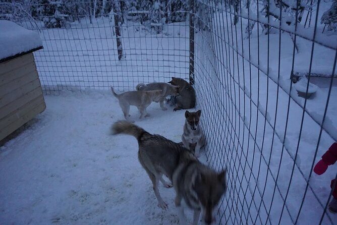 8-10km Husky Ride in the Taiga Forest and visiting the Kennel - An In-Depth Look at the Husky Ride Experience