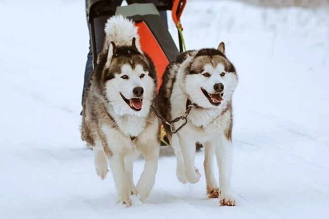 8-10km Husky Ride in the Taiga Forest and visiting the Kennel - Summary: Who Is This Tour Best For?