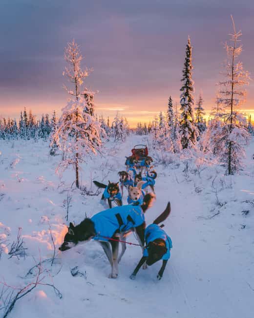 8-10km. Husky Safari from Rovaniemi and visting the Kennel - Final Thoughts