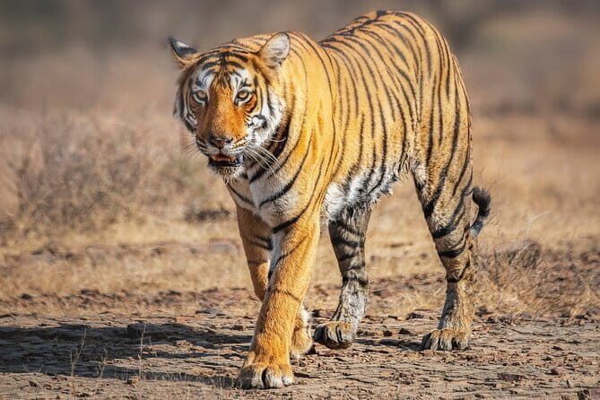 8 Day Delhi Agra Ranthambore Udaipur Jaipur Delhi Tour - Day 1: Delhi’s Heritage and the Drive to Agra