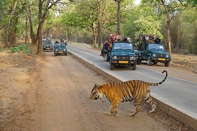 8 Day Golden Triangle Tour with Ranthambore {Taj , Tigers & More} - Who should consider this trip?