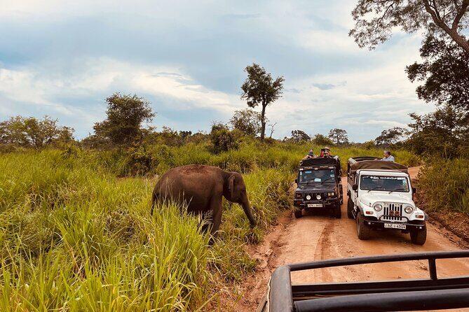 8 Day Guided Sri Lanka Cultural Heritage Tour - An In-Depth Look at the Itinerary