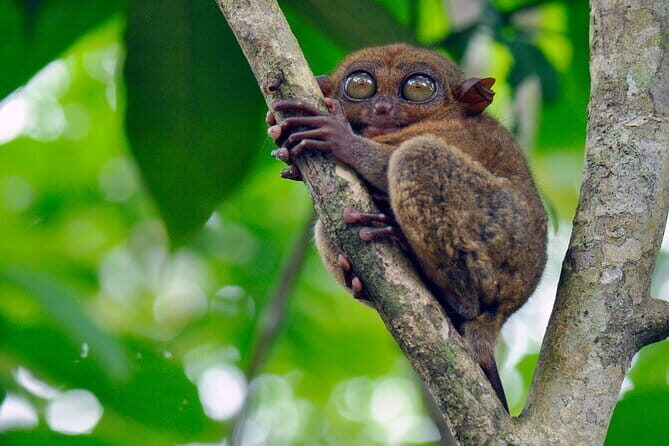 8-Day Private Cebu and Bohol Tour in the Philippines - An In-Depth Look at the Itinerary