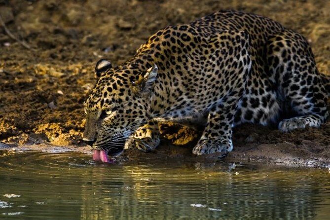 8 Day Private Sri Lanka Tour: Safari, Whale Watching & More - Day 7: Sigiriya and Rural Traditions