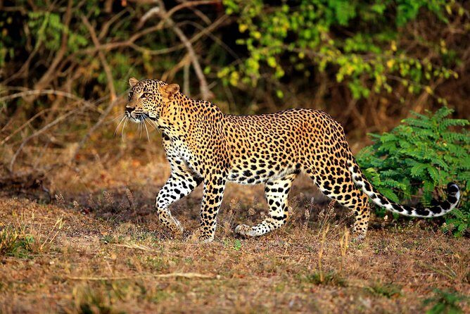 8 Day Private Tour Sri Lanka with Wildlife & Outdoor Experiences from Colombo - In Closing