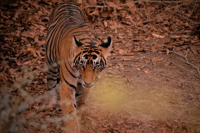 8-Day Private Transport for Golden Triangle Tour With Ranthambore - Final Words