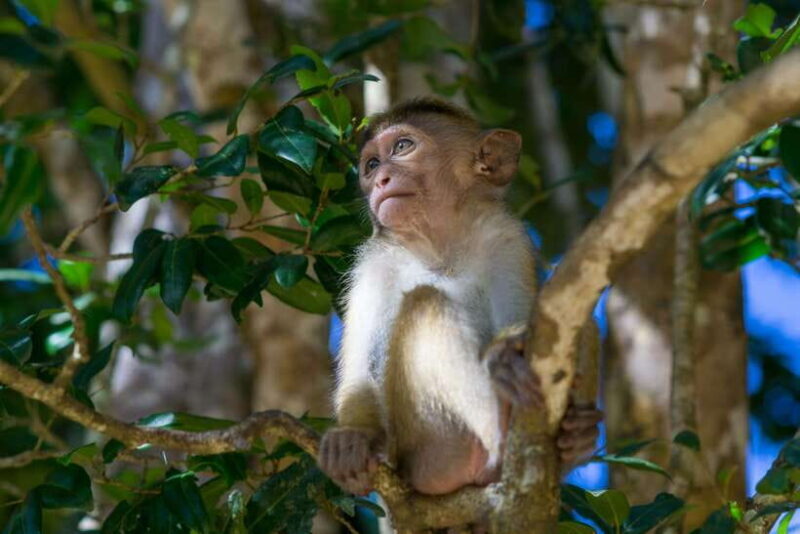 8-Day Sri Lanka Private Round Tour Hotels, Meals, Car, Guide - A Few Considerations