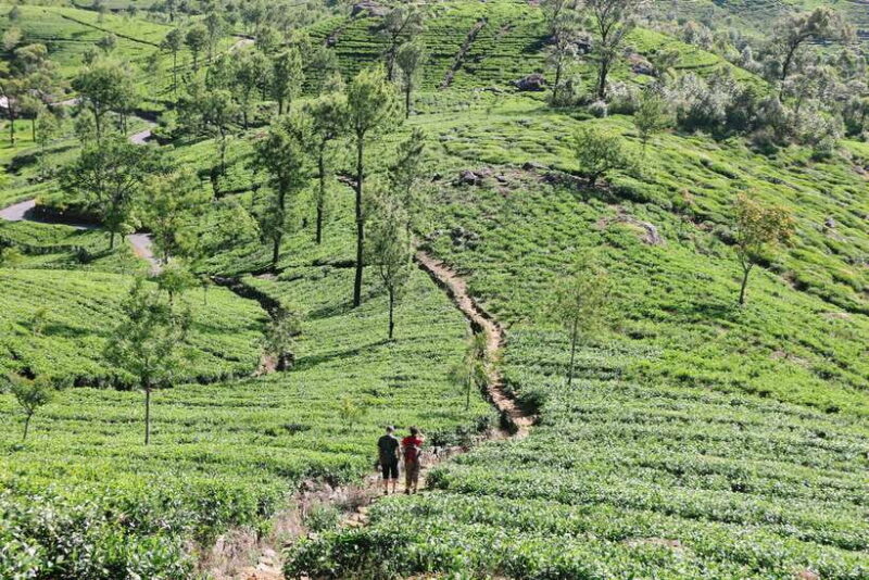 8-Day Sri Lanka Tour: History, nature, culture, wildlife - Sigiriya: The Climbing Challenge and Reward