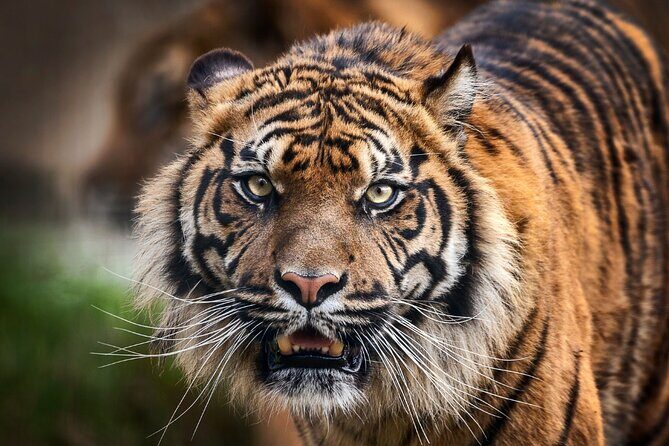 8 Days Delhi Agra Ranthambore Udaipur Jaipur Delhi Tour(Taj, Tigers & Lakes) - Discovering Agra & the Taj Mahal: Early Morning Magic