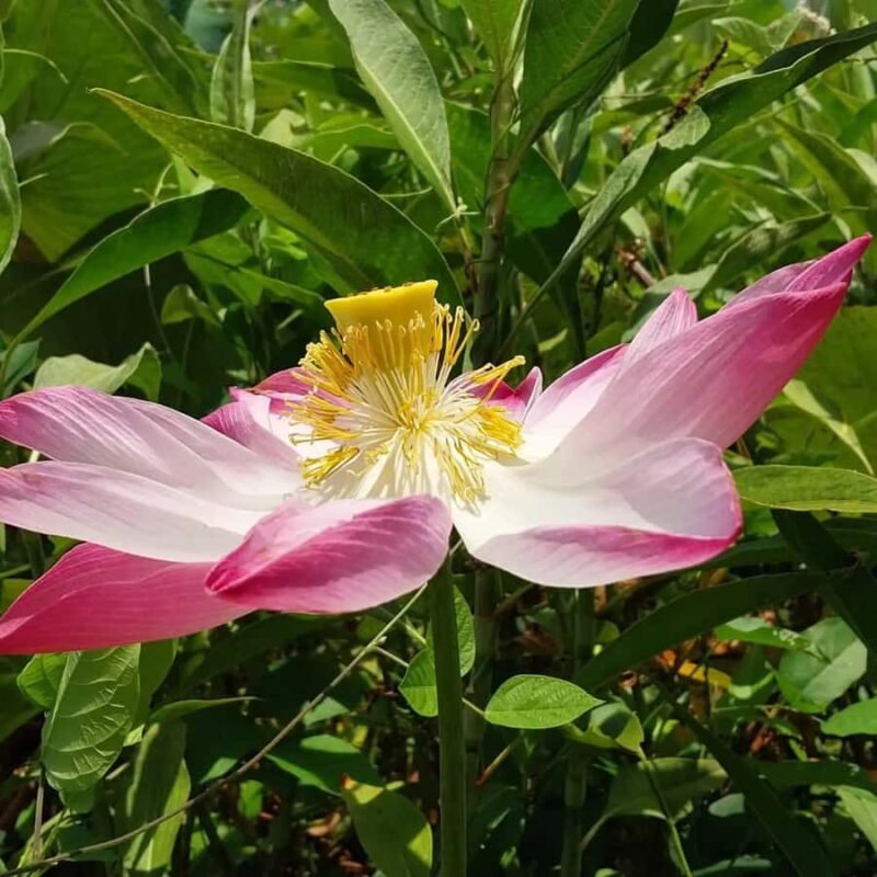 8-Days Explore Flores With English Speaking Driver - Who Would Love This Tour?