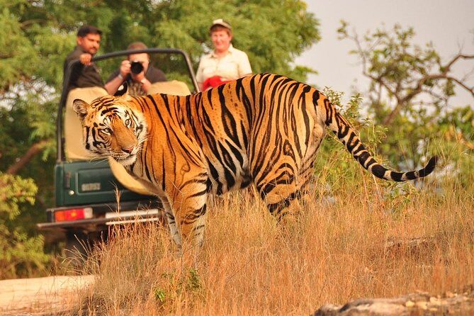 8 Days Golden Triangle Tour With Ranthambore Tiger Safari - Final Thoughts