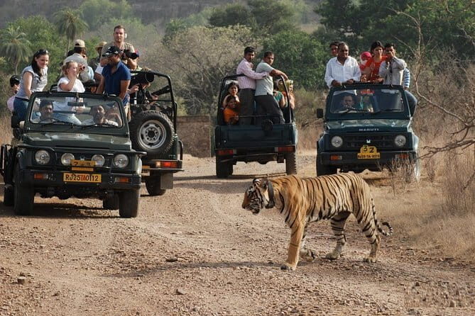8 Days Golden Triangle with Ranthambore & Udaipur Tour - Authentic Experiences, Guided by Knowledgeable Experts