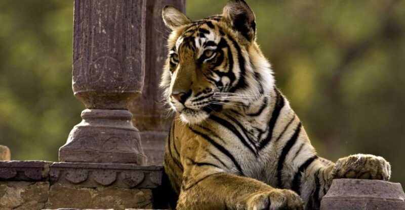 8 Days GOLDEN TRIANGLE WITH RANTHAMBORE WILDLIFE SAFARI - Value and Practicality