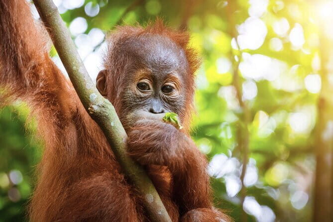 8 days group tour in Sumatra - The Sum Up