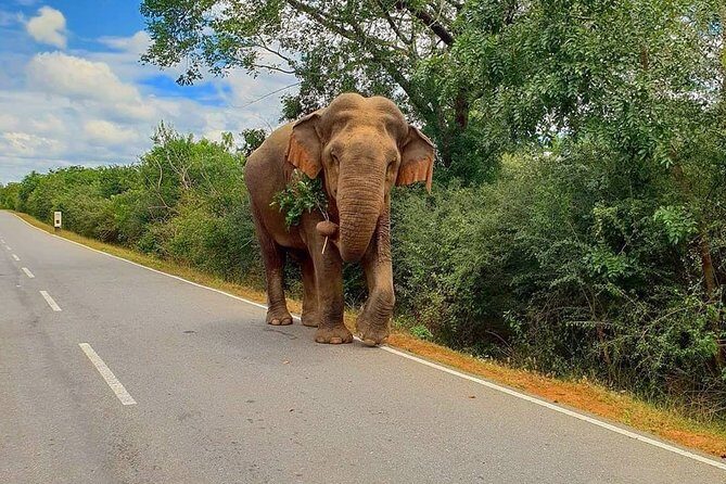 8 Days Guided Cultural Small Group Tour of Sri Lanka - Final Thoughts: Who Will Love This Tour?