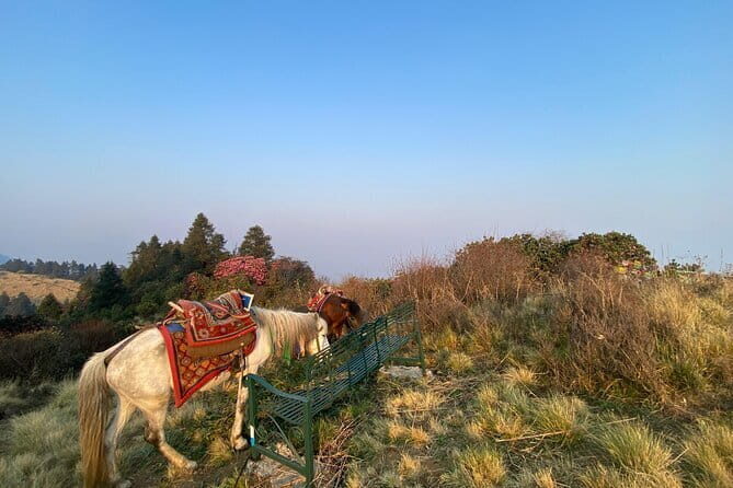 8 Days Poon Hill with Mardi Himal Base Camp Trek - The Itinerary Breakdown: What to Expect at Each Step