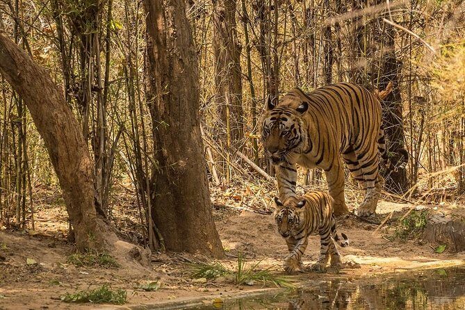 8 Days Private Golden Triangle Tour With Ranthambore - Exploring the Itinerary: What Youll Experience