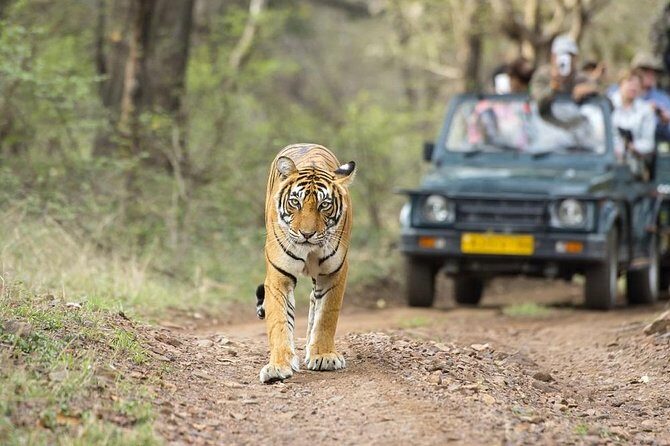 8 Days Private Golden Triangle Tour With Ranthambore - Additional Considerations