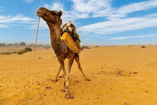 8 Days Private Tour Colors of Rajasthan from Jaisalmer - Final Thoughts