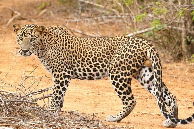 8 Days Sri Lanka Private Round Tour - Historic Galle and Turtle Conservation