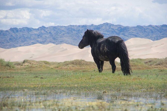 8 Days Tour: Gobi Desert And Kharkhorin - An In-Depth Look at the Gobi Desert and Kharkhorin Experience