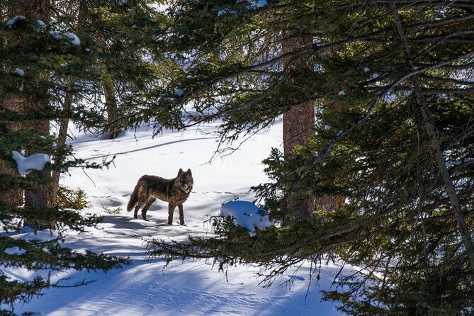 8 Hour Combination Snowshoe & Wildlife Viewing in Grand Teton National Park - Who Will Enjoy This Tour?