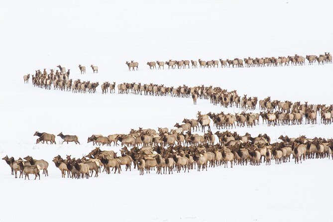 8 Hour Combination Snowshoe & Wildlife Viewing in Grand Teton National Park - Final Thoughts: Who Is This Tour Best For?