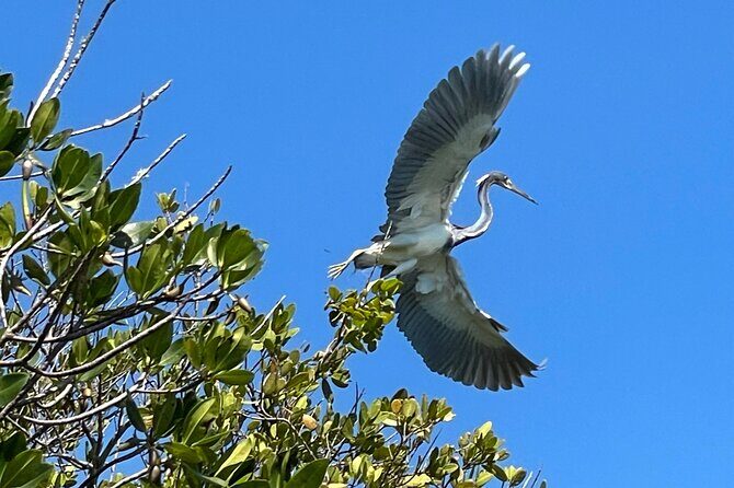 8-Hour Jungle Tour and Lagoon Passage to the Ocean in Fort Pierce - Who Will Enjoy This Tour?